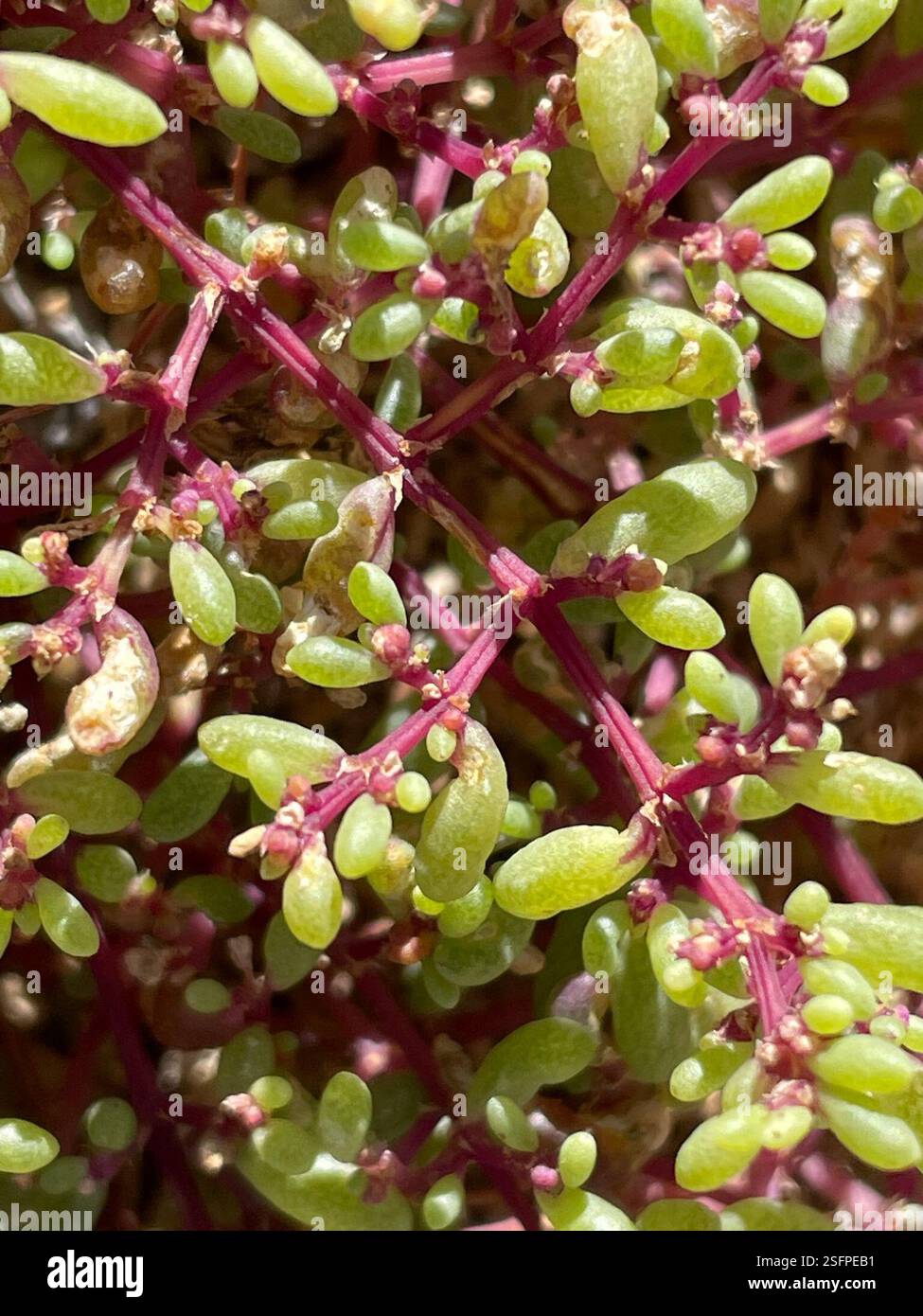 simple-leaved bean caper (Tetraena simplex), Plantae, São Vicente, Cape ...