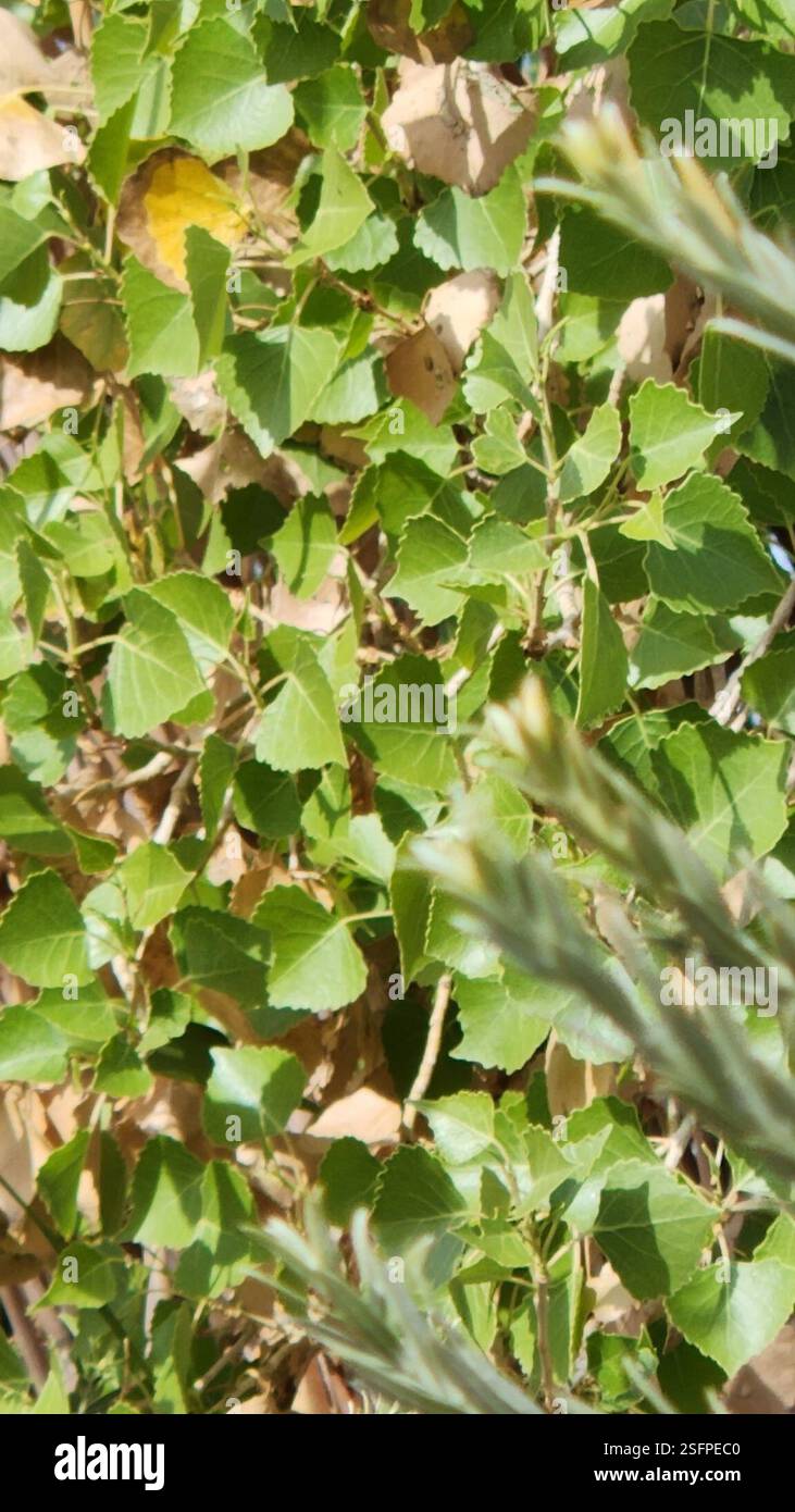 Fremont Cottonwood (Populus fremontii), Plantae, Riverside County, US ...