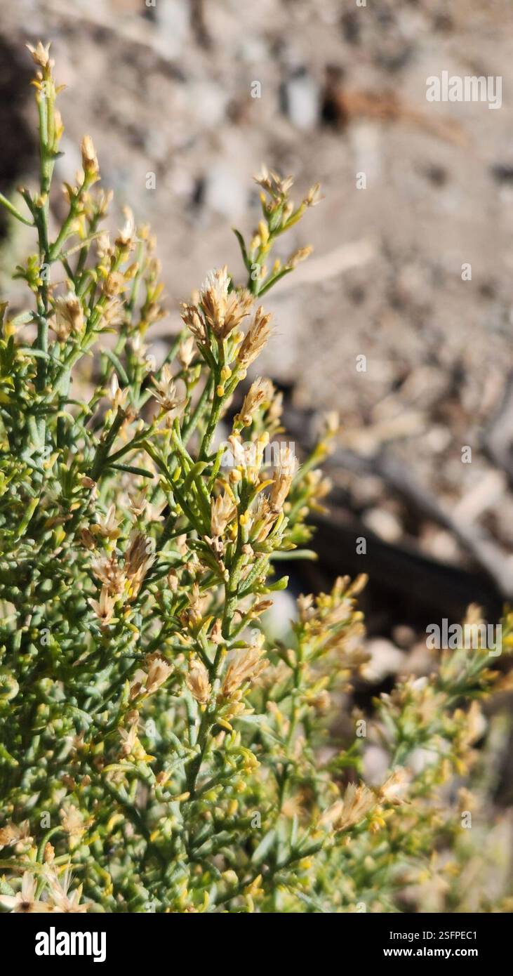 Black-banded Rabbitbrush (Ericameria paniculata), Plantae, Riverside ...