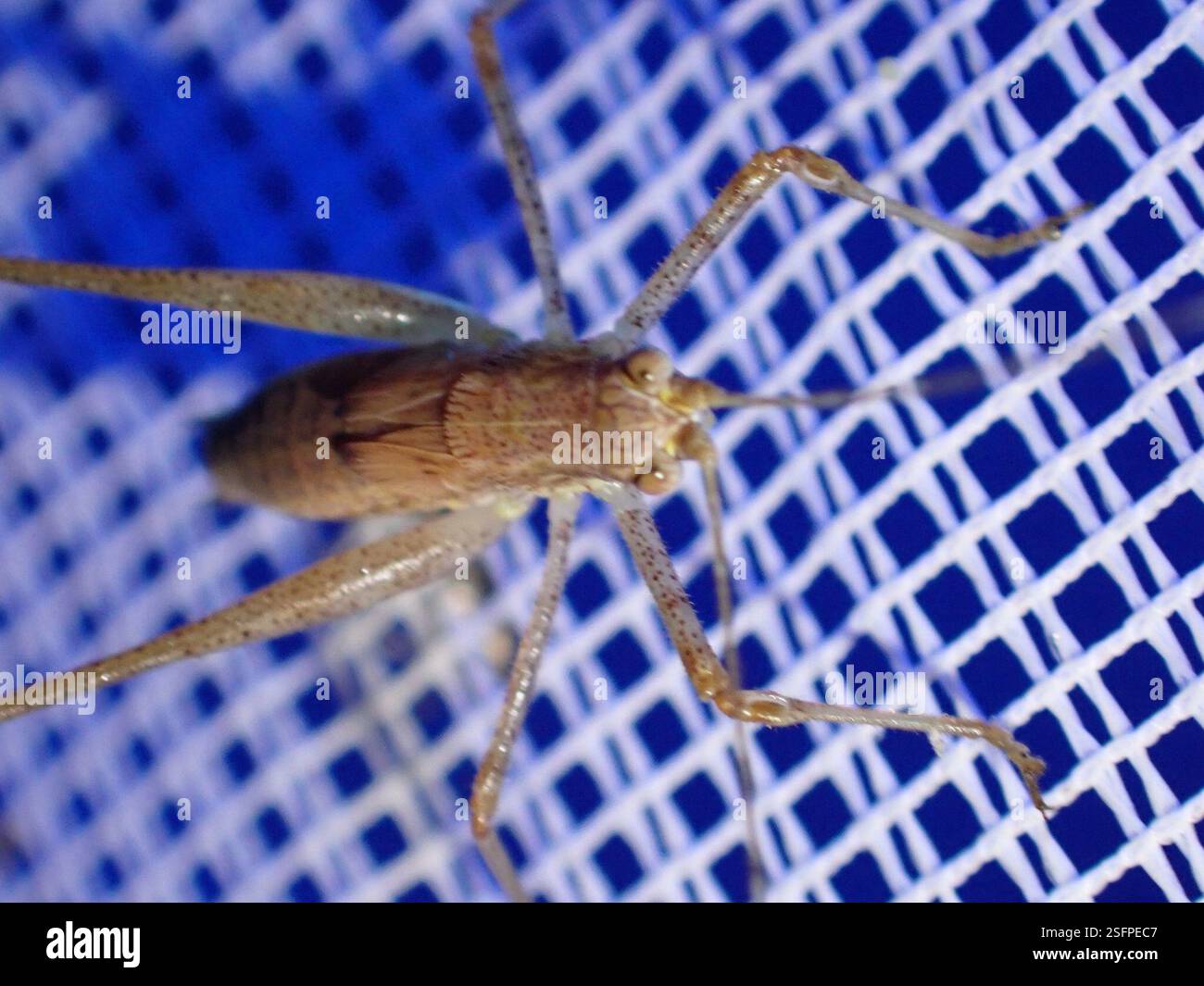 Sickle-bearing Bushcrickets (Phaneroptera), Insecta, Santo Antão, Cape ...