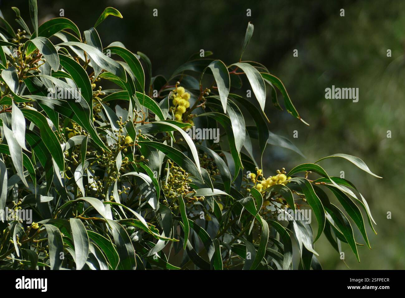 Acacias, Mimosas, mesquites, and allies (Mimosoideae), Plantae, Santo ...