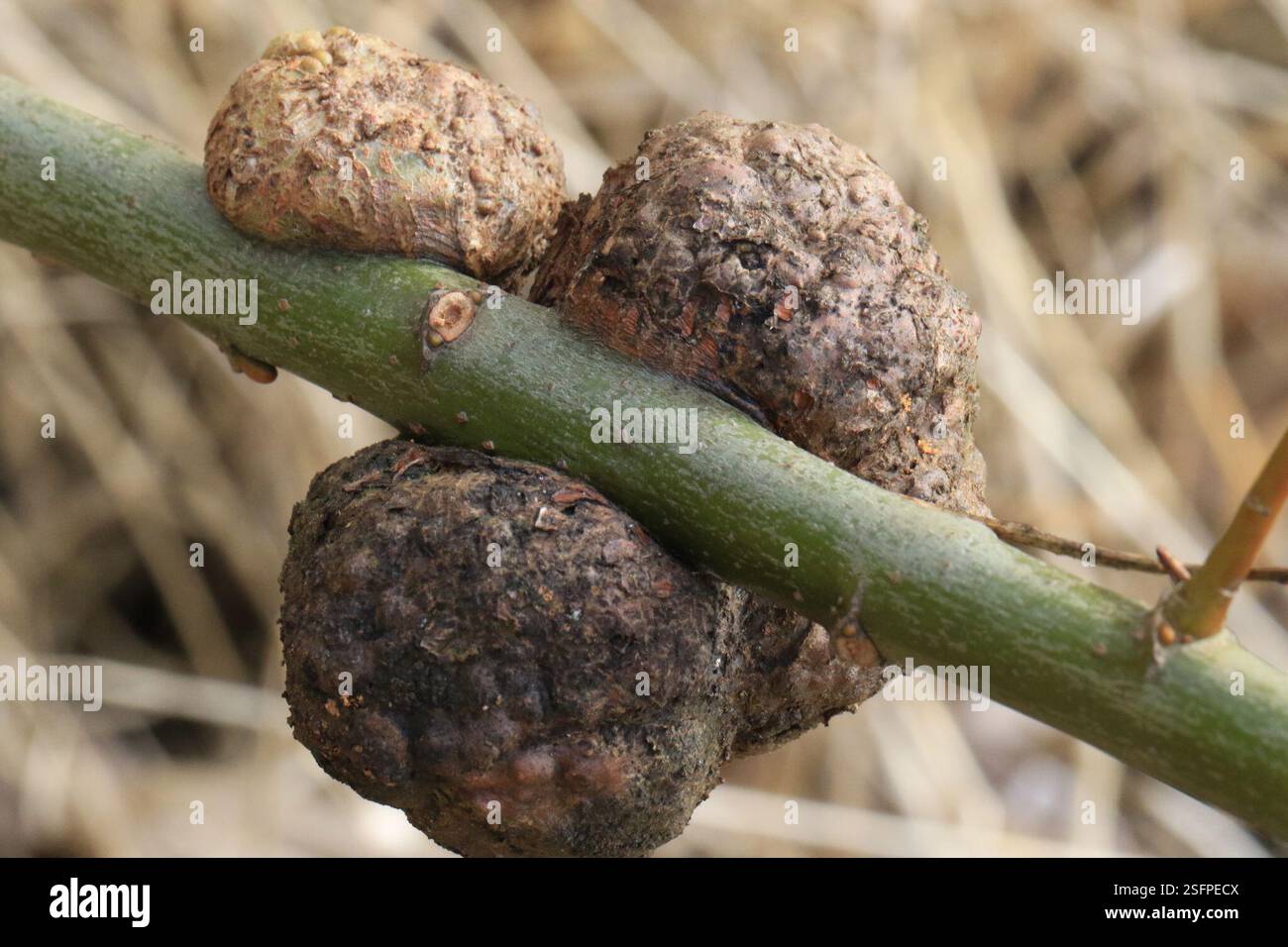 Gall Wasps and Allies (Cynipoidea), Insecta, Marion, Oregon, United ...