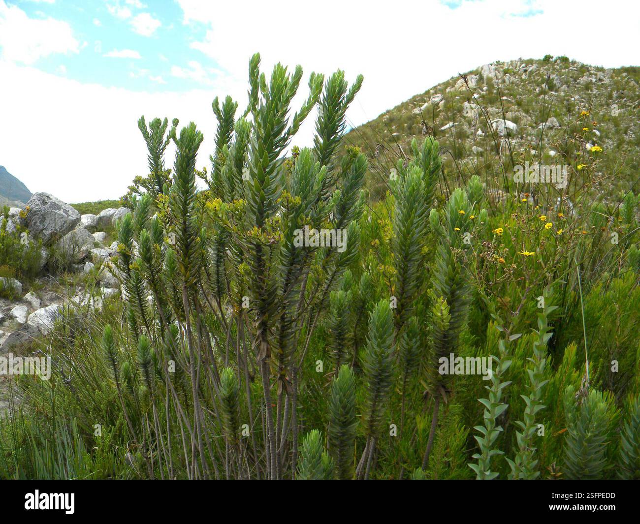 Swamp Daisy (Osmitopsis asteriscoides), Plantae, Palmiet river trail ...