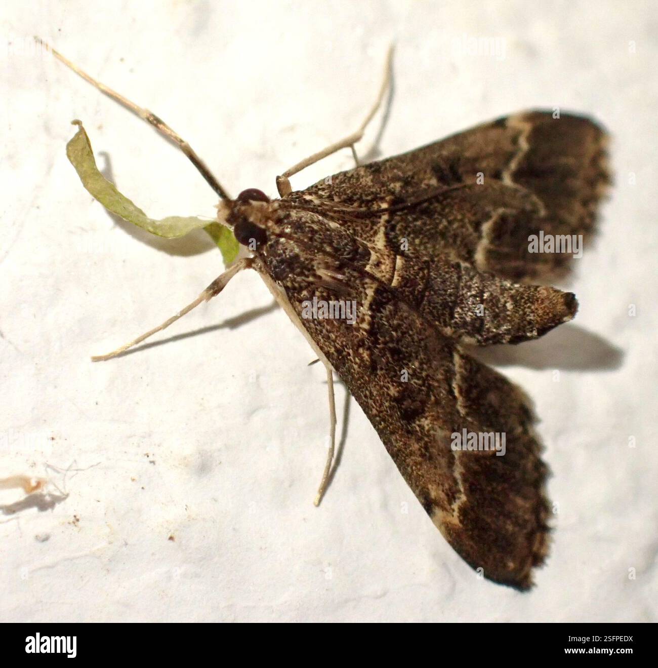 European Pepper Moth (Duponchelia fovealis), Insecta, Santo Antão, Cape ...