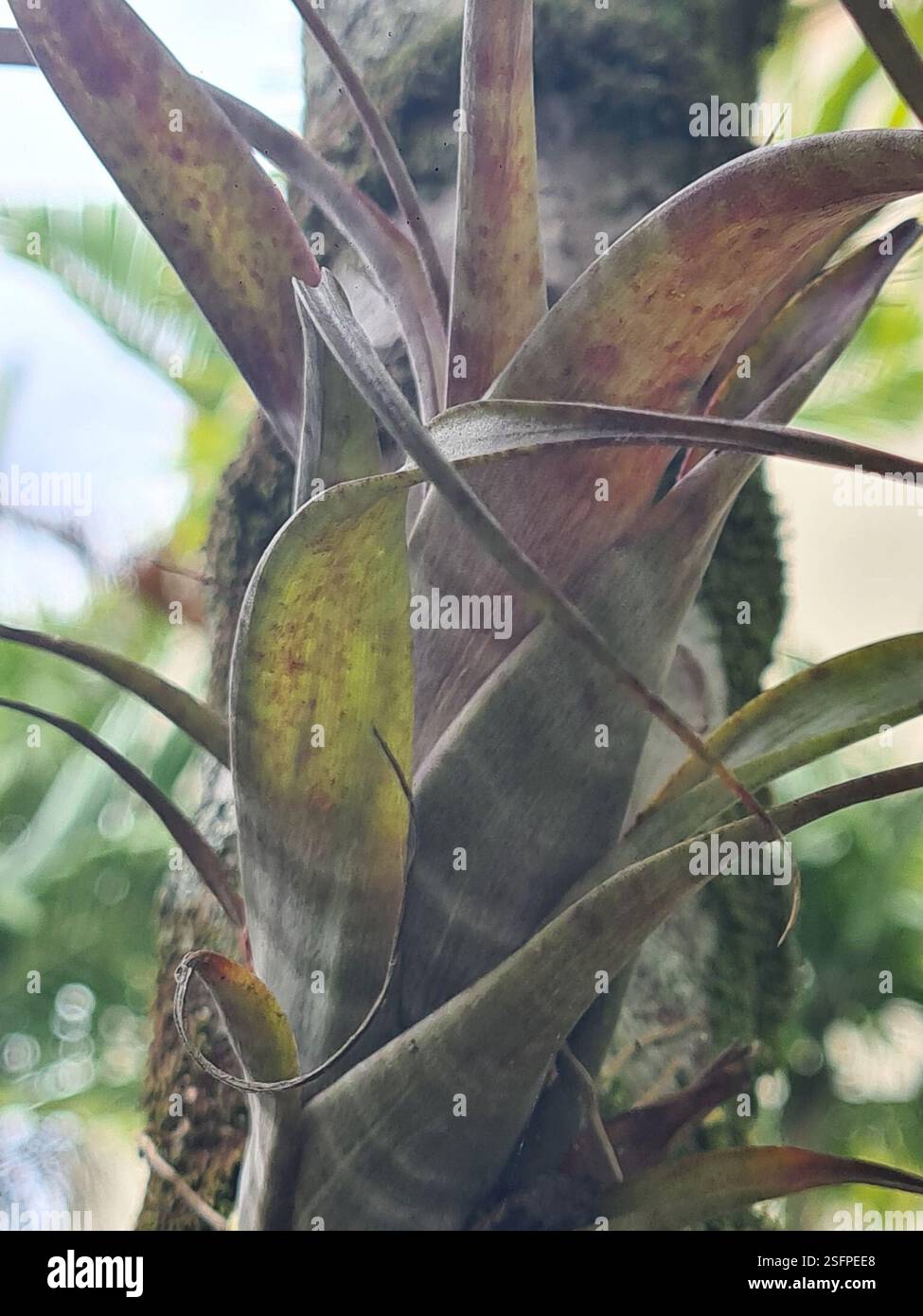 Twisted Airplant (Tillandsia flexuosa), Plantae, Rainville, Paramaribo ...