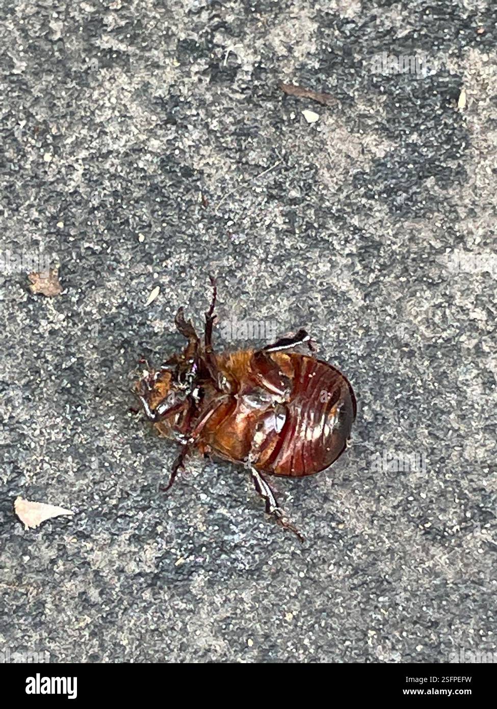 African Black Beetle (Heteronychus arator), Insecta, Melbourne VIC ...