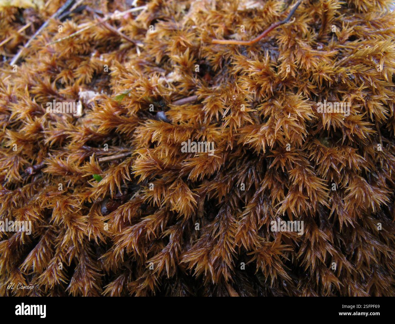 Narrow-leaved Fringe-moss (Racomitrium aquaticum), Plantae, Pontevedra ...