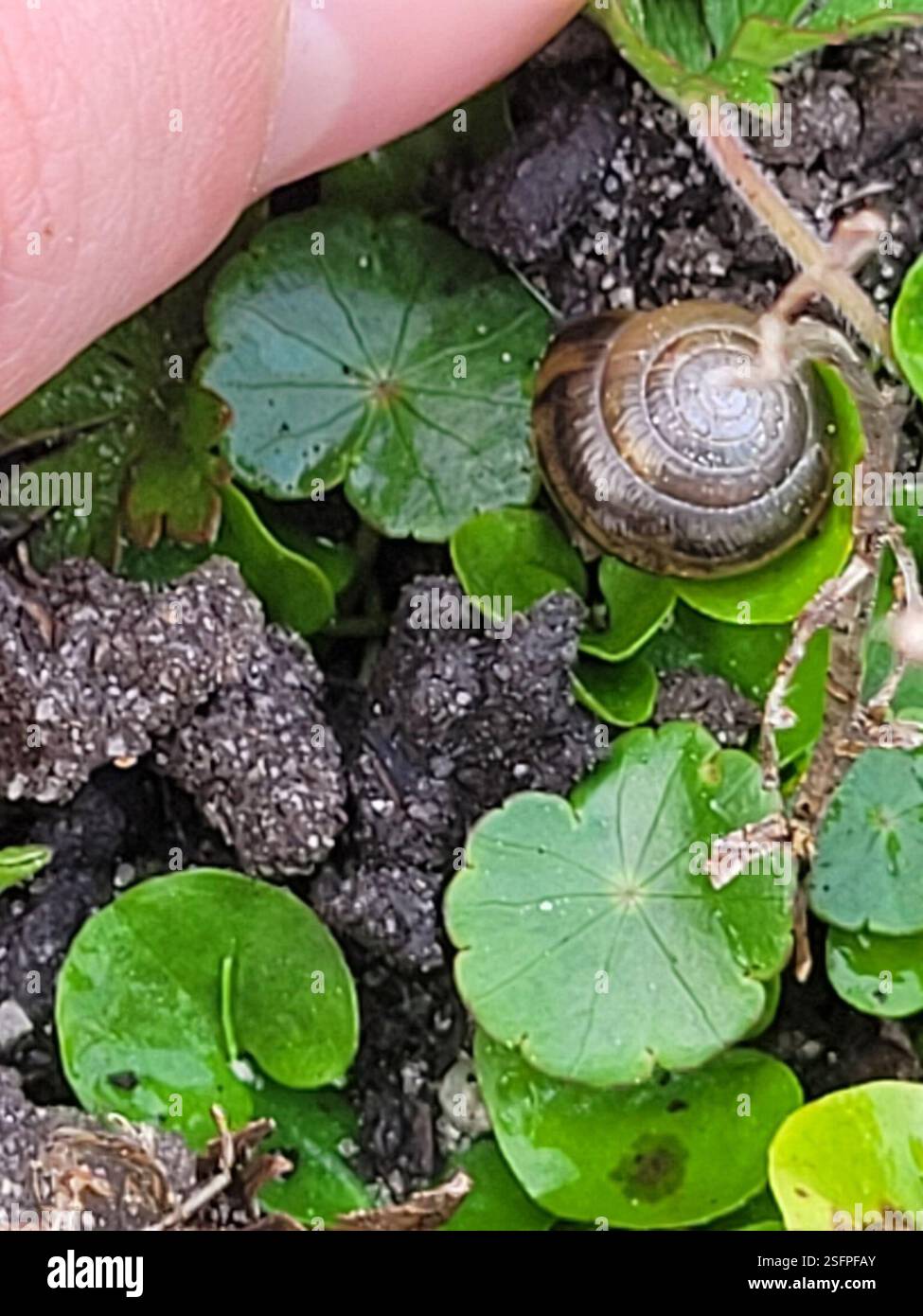 (Helicina), Mollusca, 2185 Bellmead Circle Stock Photo - Alamy