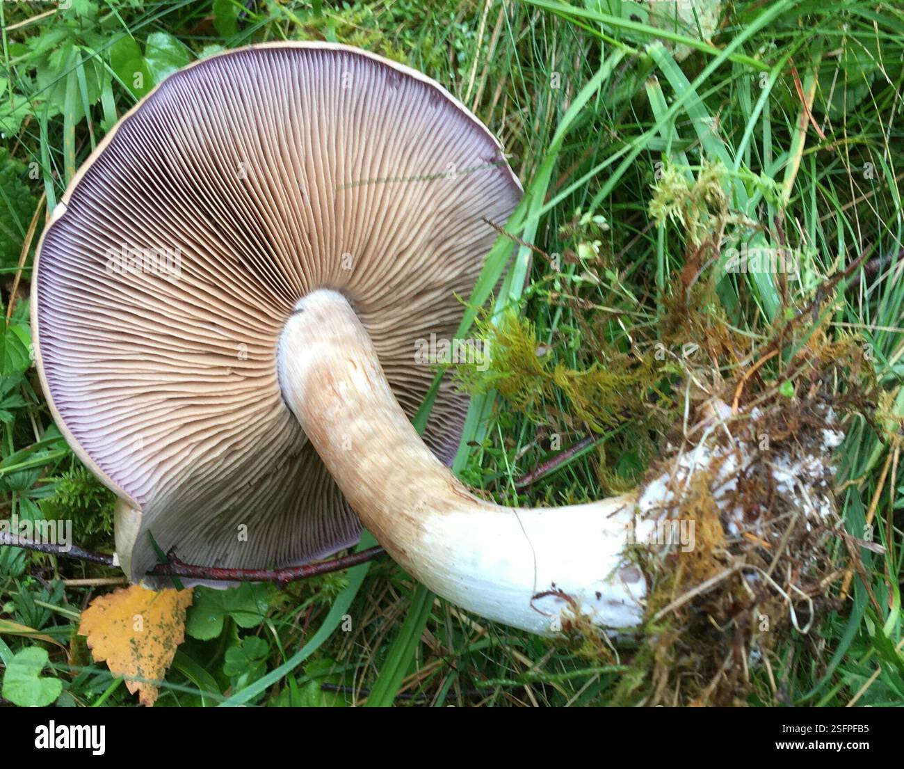 Webcaps (Cortinarius), Fungi, Highland Council, UK, in a fairly open ...