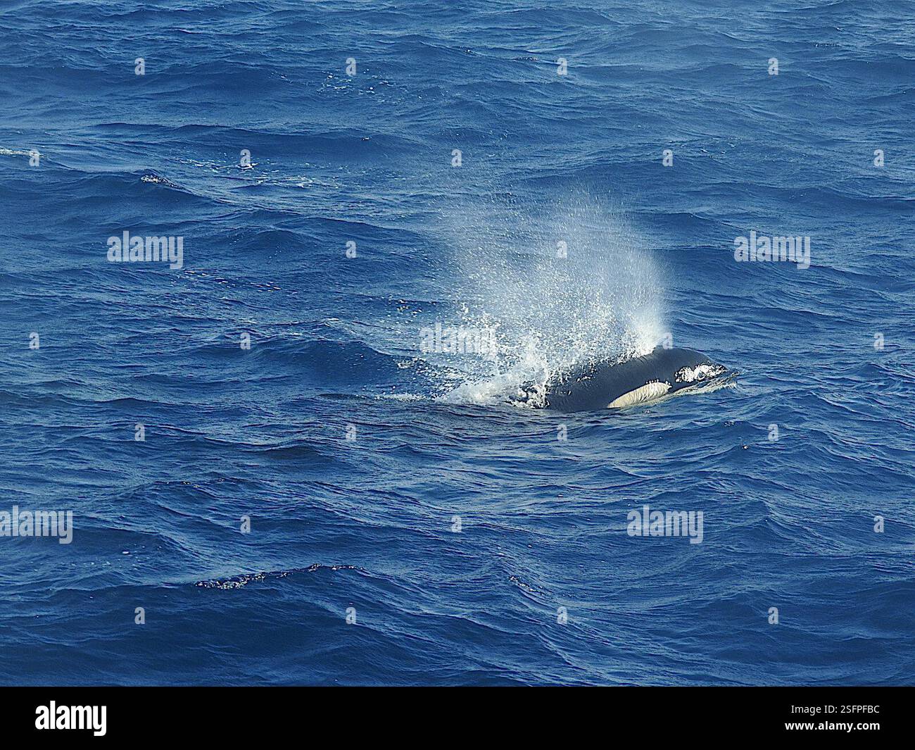 Orca (Orcinus orca), Mammalia, Bremer Bay WA 6338, Australia Stock ...