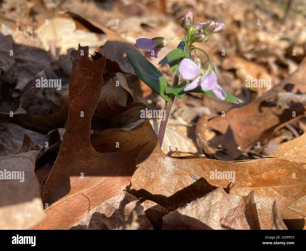 Purple Cress (Cardamine douglassii), Plantae, Trafalgar, IN, US Stock ...