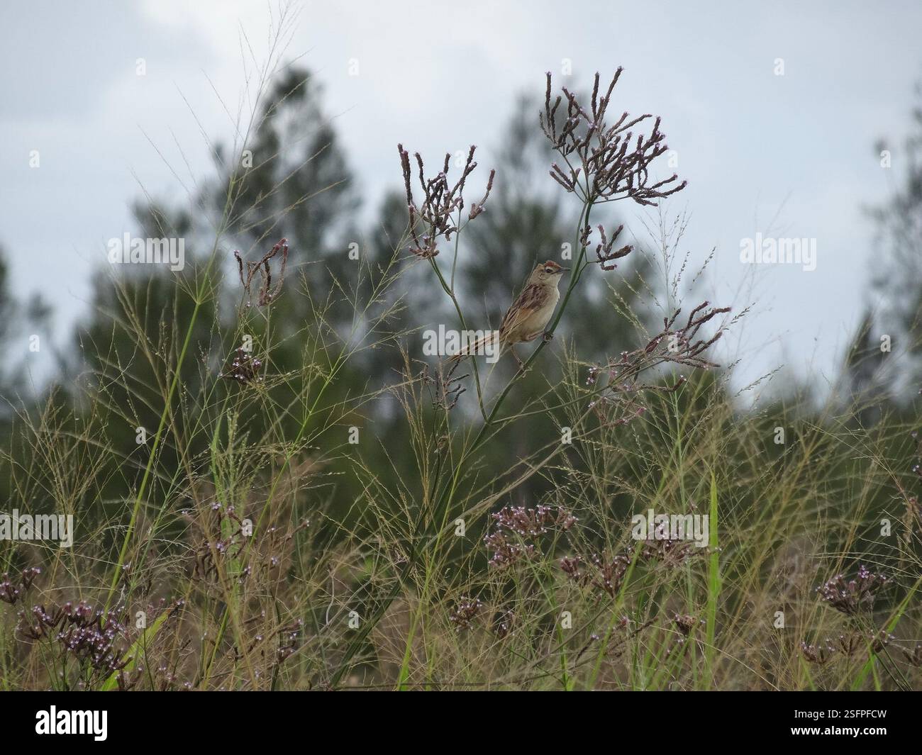 Tawny Grassbird (Cincloramphus timoriensis), Aves, Brisbane QLD ...