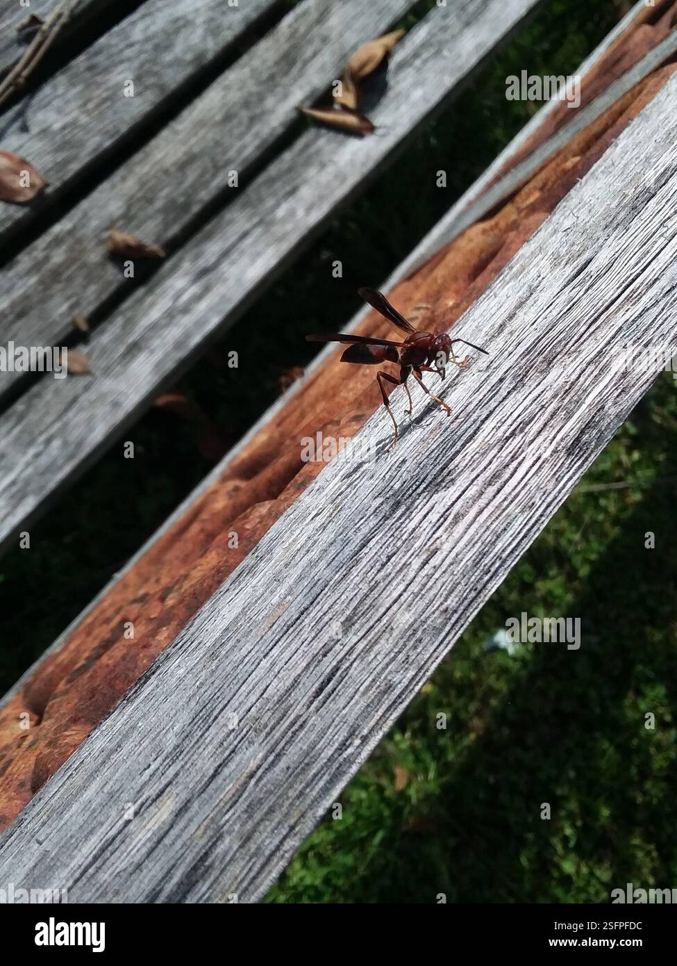 fuscatus-group Paper Wasps (Fuscopolistes), Insecta, WF NFN "Community ...
