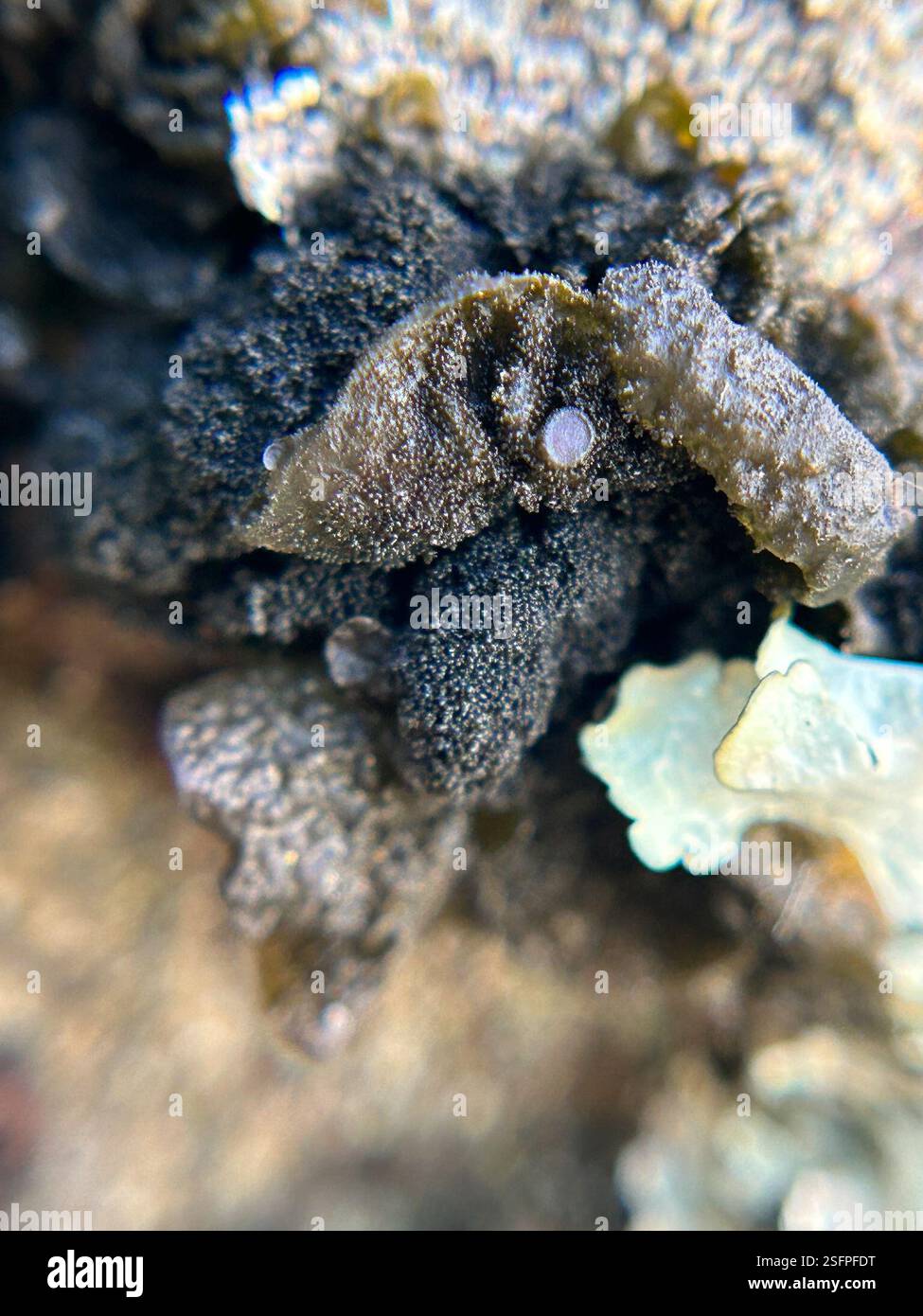 Tree Jelly Lichens (Collema), Fungi, El Chorro Regional Park, San Luis ...