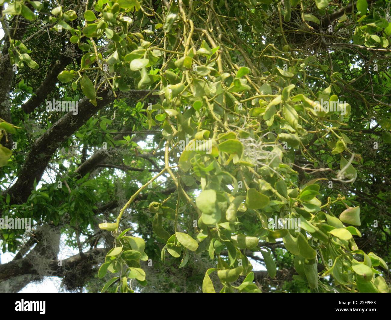 American Mistletoe (Phoradendron leucarpum), Plantae, Wilshire Estates ...