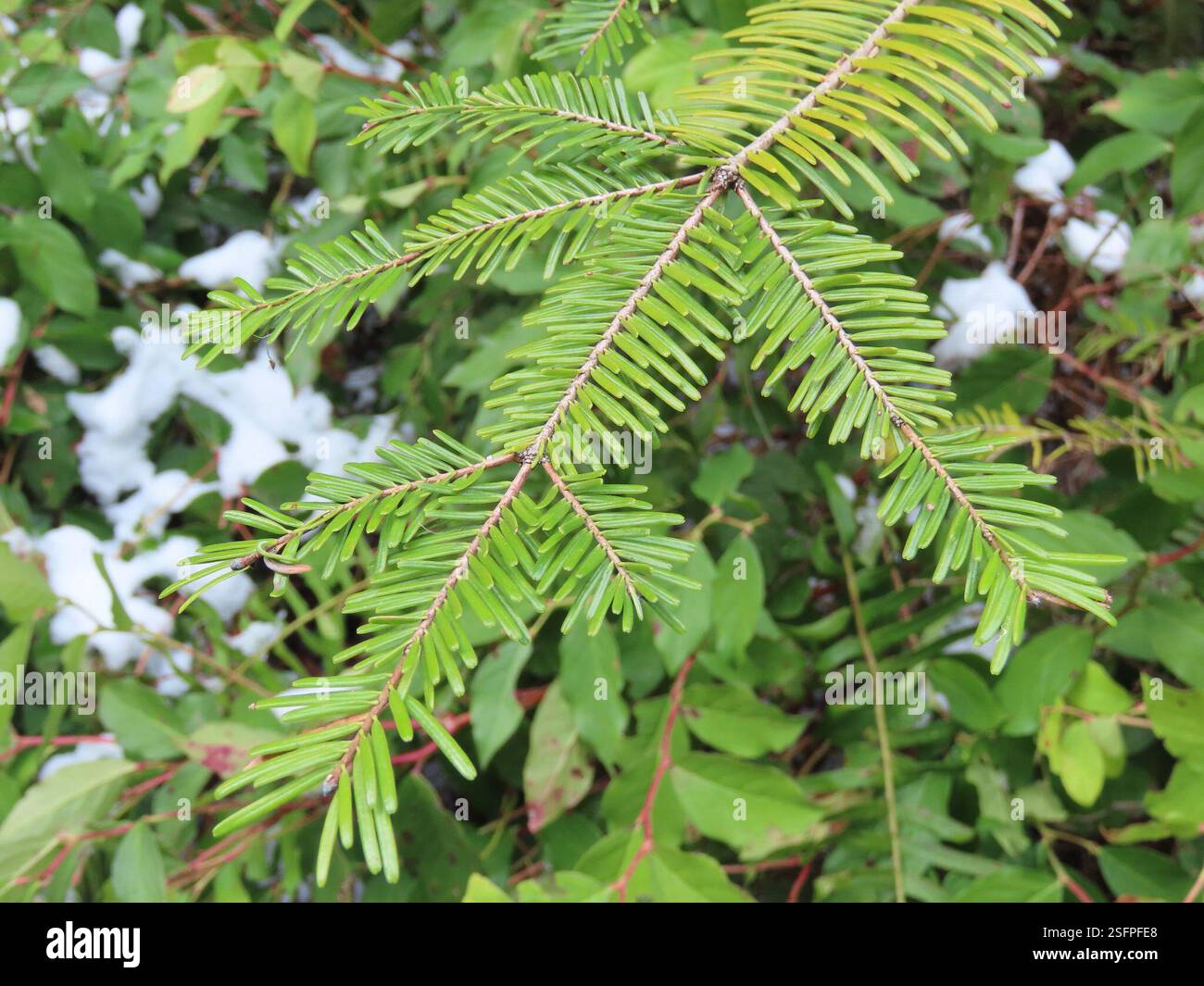 grand fir (Abies grandis), Plantae, View Royal, BC, Canada Stock Photo - Alamy