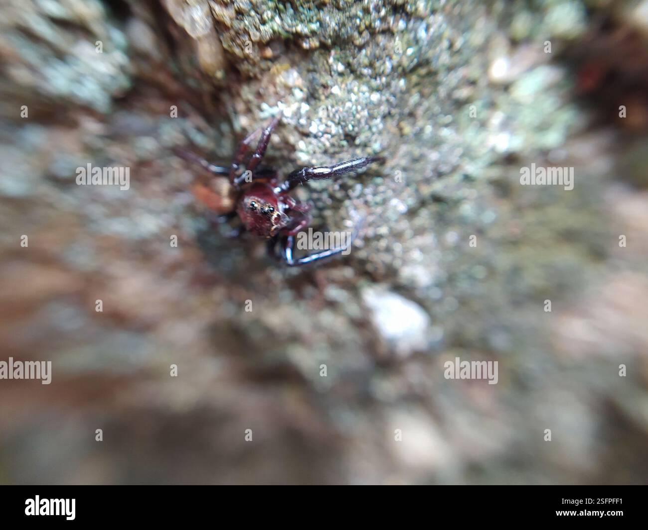(Thyenula), Arachnida, Wynberg NU (2), Cape Town, 7824, South Africa ...