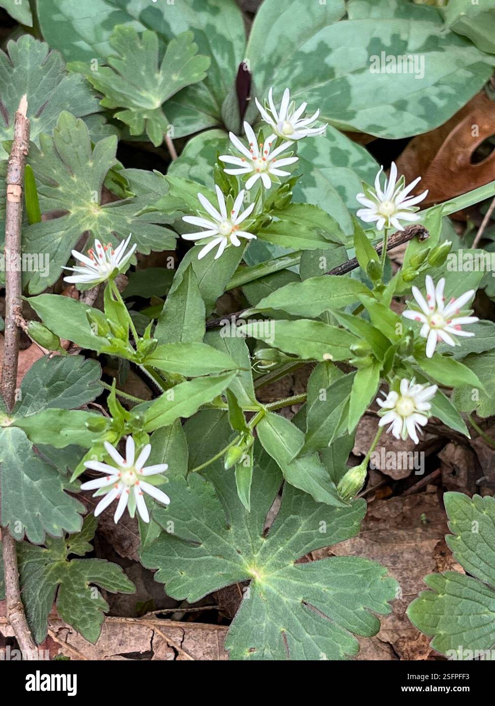 star chickweed (Stellaria pubera), Plantae, Chickamauga, GA, US Stock ...
