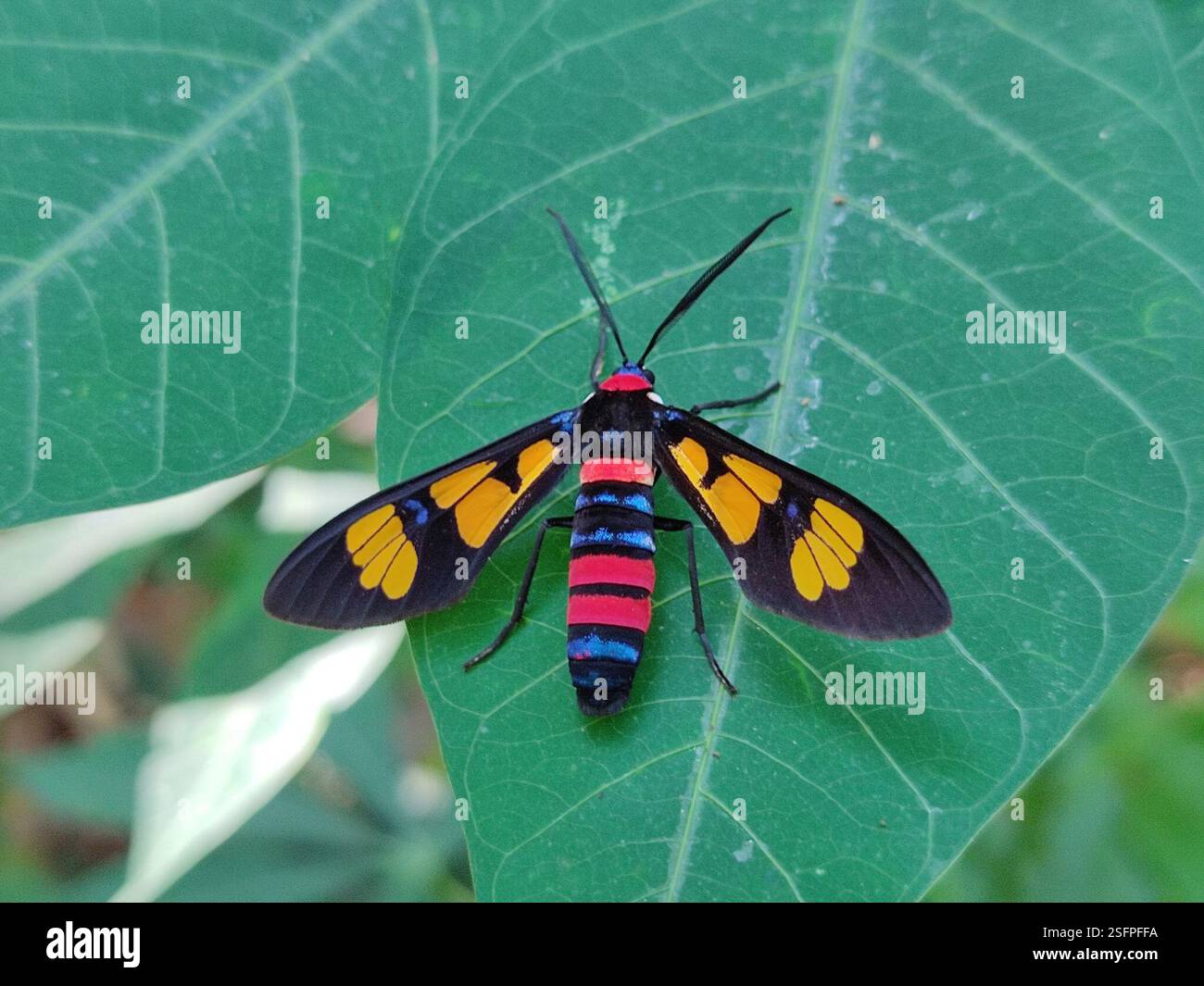 Painted Handmaiden Moth (Euchromia polymena), Insecta, Kumplampoika ...