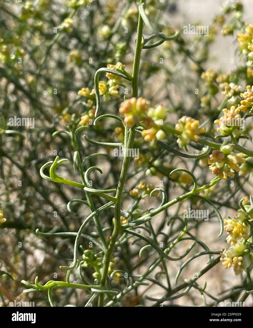Cheesebush (Ambrosia salsola), Plantae, Desert Hot Springs, CA, US ...