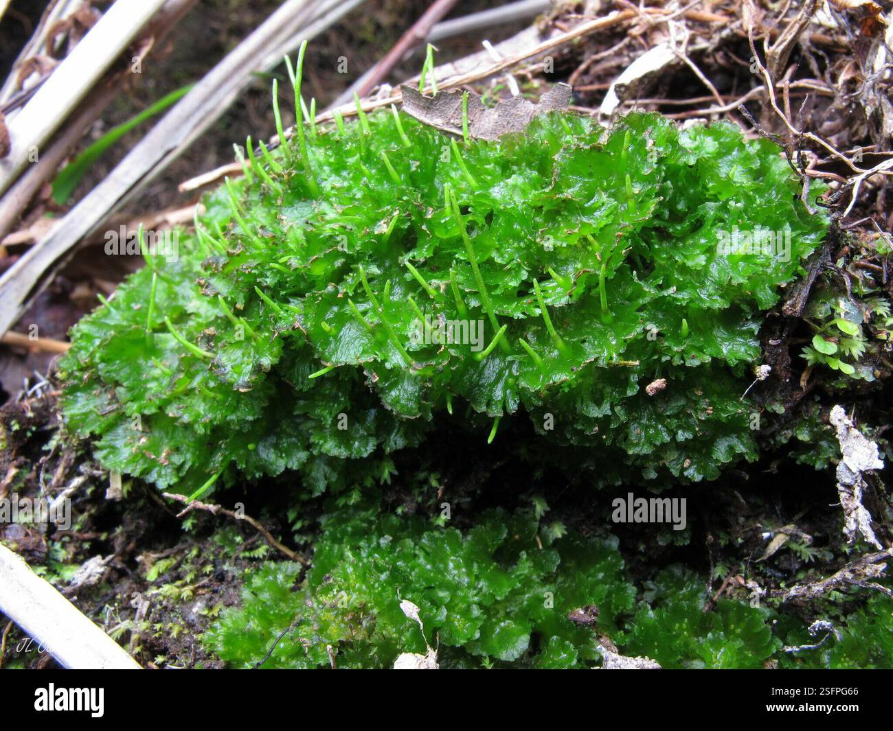 Dotted Hornwort (Anthoceros punctatus), Plantae, Pontevedra, ES-GA, ES ...
