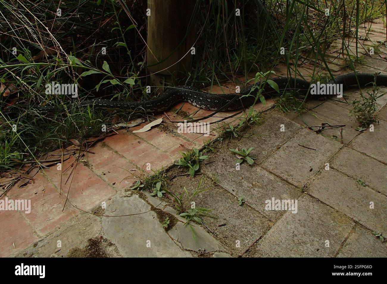 Diamond Python (Morelia spilota spilota), Reptilia, 62 Railway Parade ...