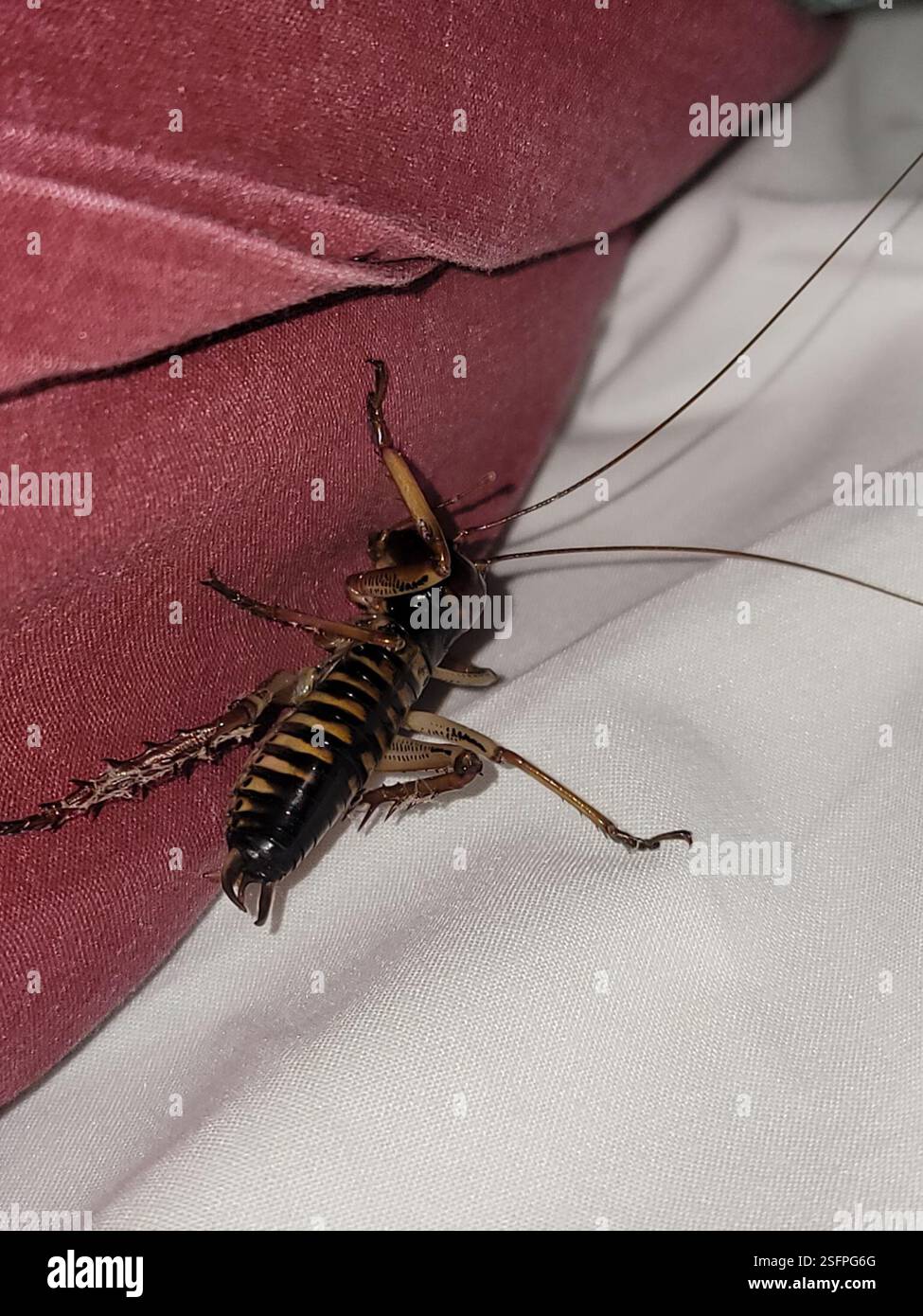 Wellington Tree Wētā (Hemideina crassidens), Insecta, Karamea 7893, New ...