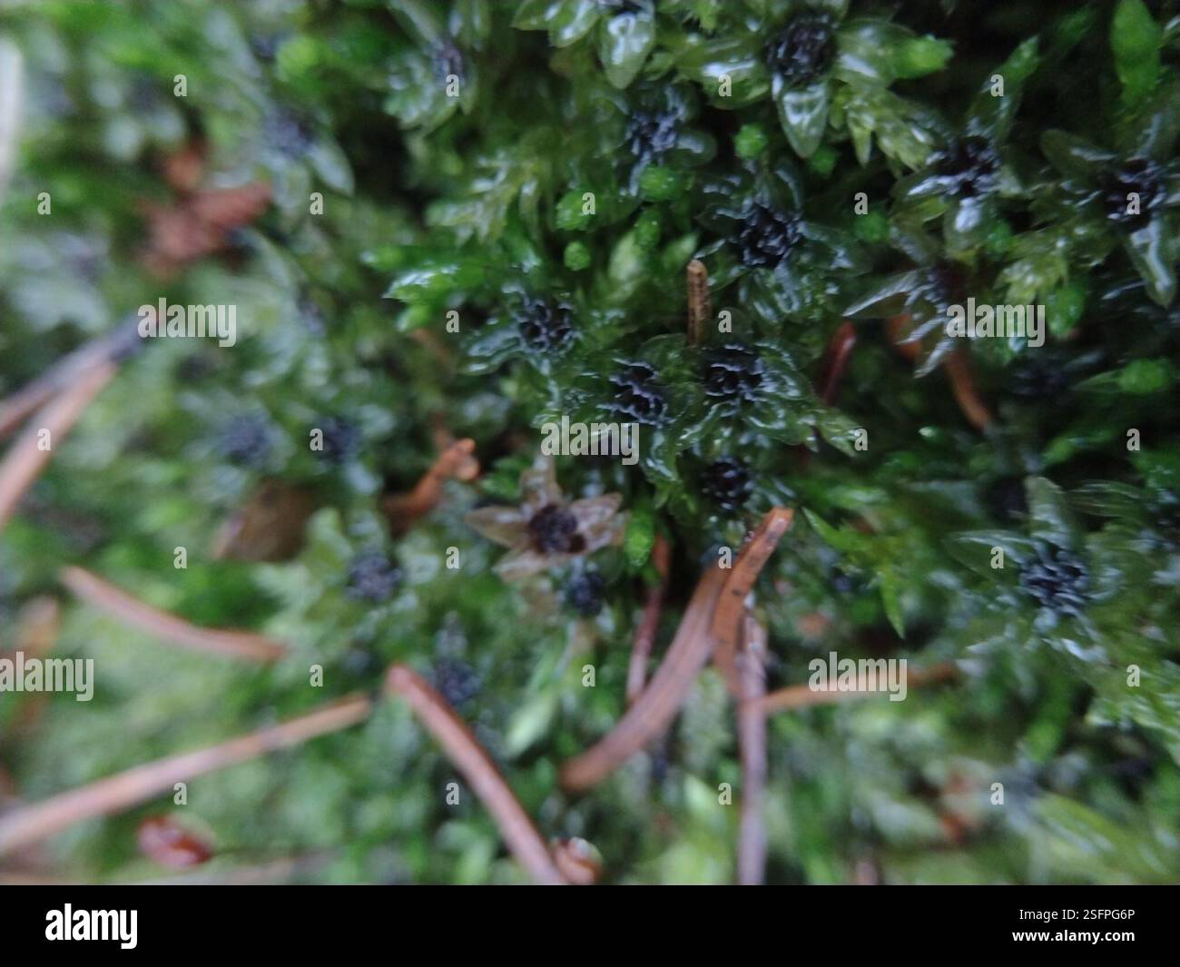 Horn Calcareous Moss (Mnium hornum), Plantae, Gdynia, PL-PM, PL Stock ...