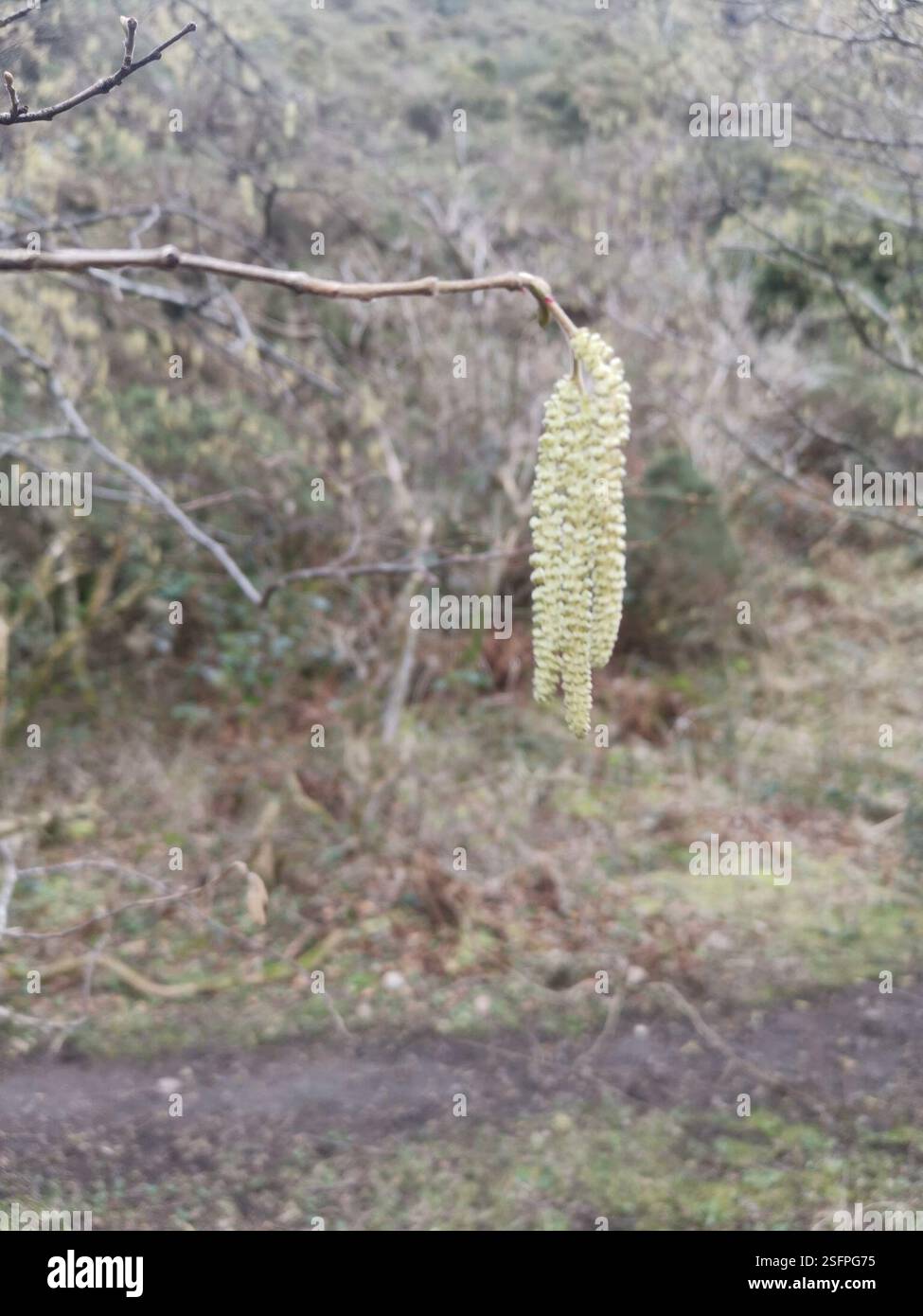 common hazel (Corylus avellana), Plantae, Edinburgh EH16, UK Stock ...