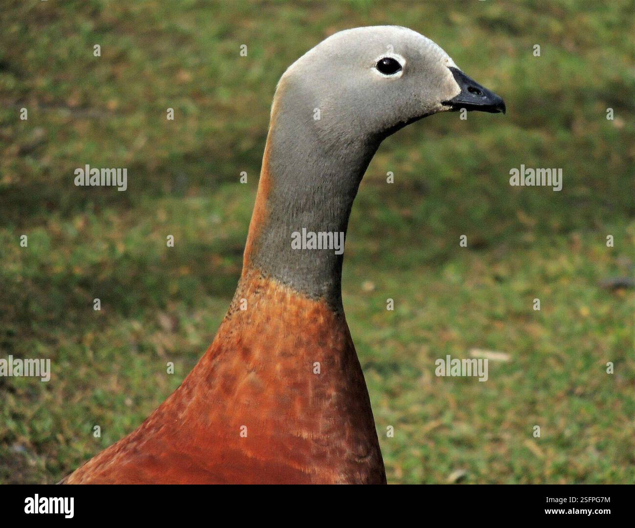Ashy-headed Goose (Chloephaga poliocephala), Aves, Lago Argentino, AR ...