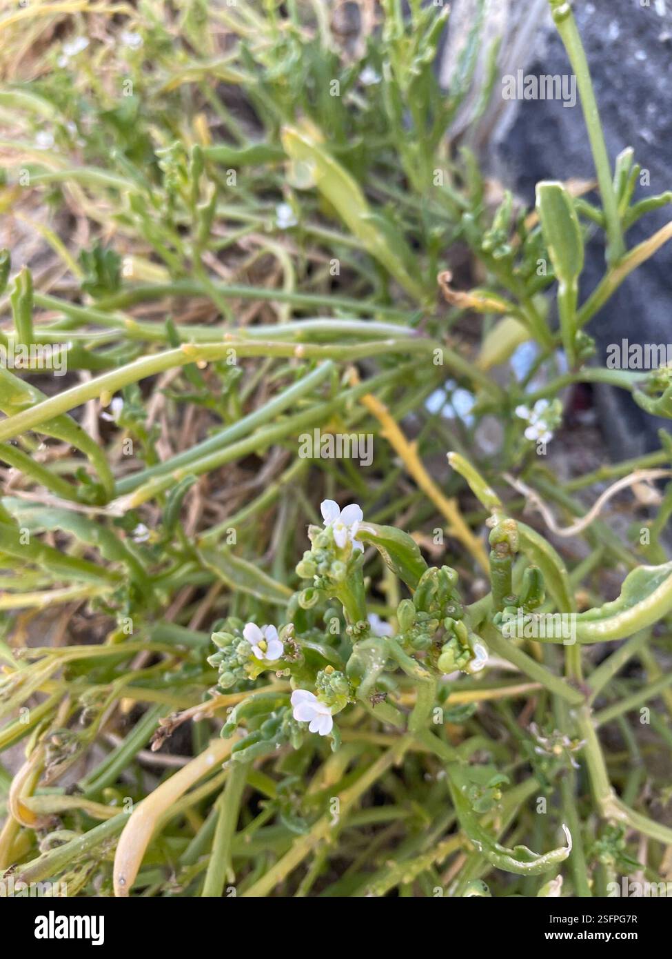 European Searocket (Cakile maritima), Plantae, Melbourne VIC, Australia ...