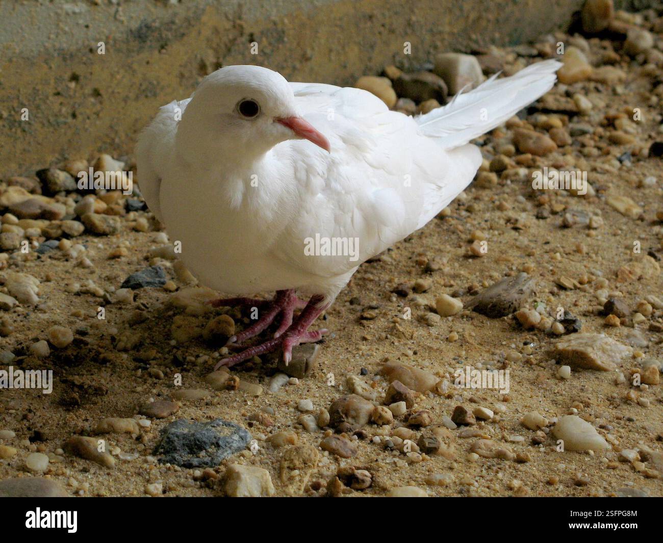 Feral Pigeon (Columba livia domestica), Aves, Northwest Washington ...