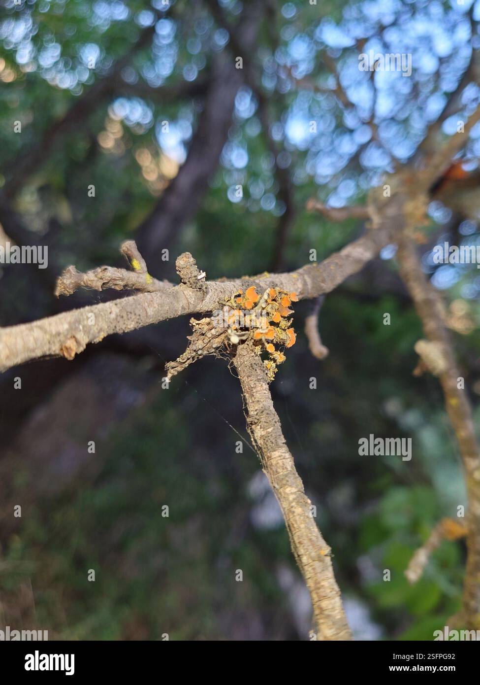 Golden-eye Lichen (Teloschistes chrysophthalmus), Fungi, Paine ...