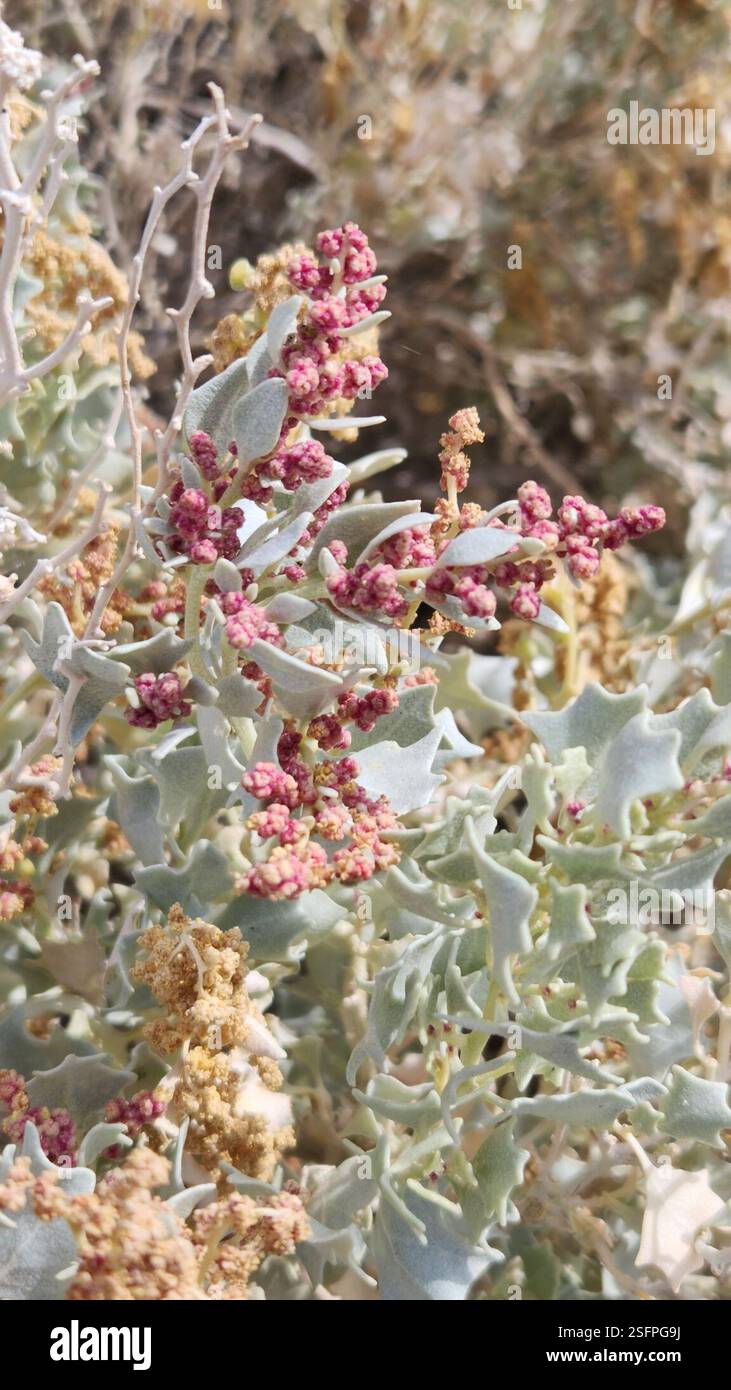 Desert Holly (Atriplex hymenelytra), Plantae, Riverside County, US-CA ...