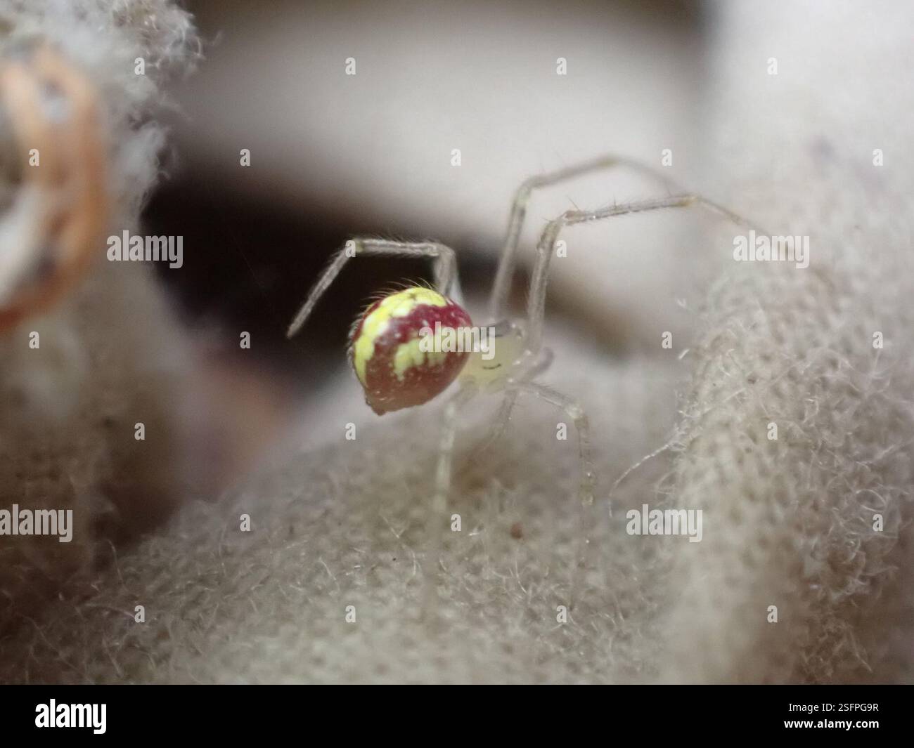 Comb-footed Spiders (Theridiidae), Arachnida, Colwood, BC, Canada Stock ...