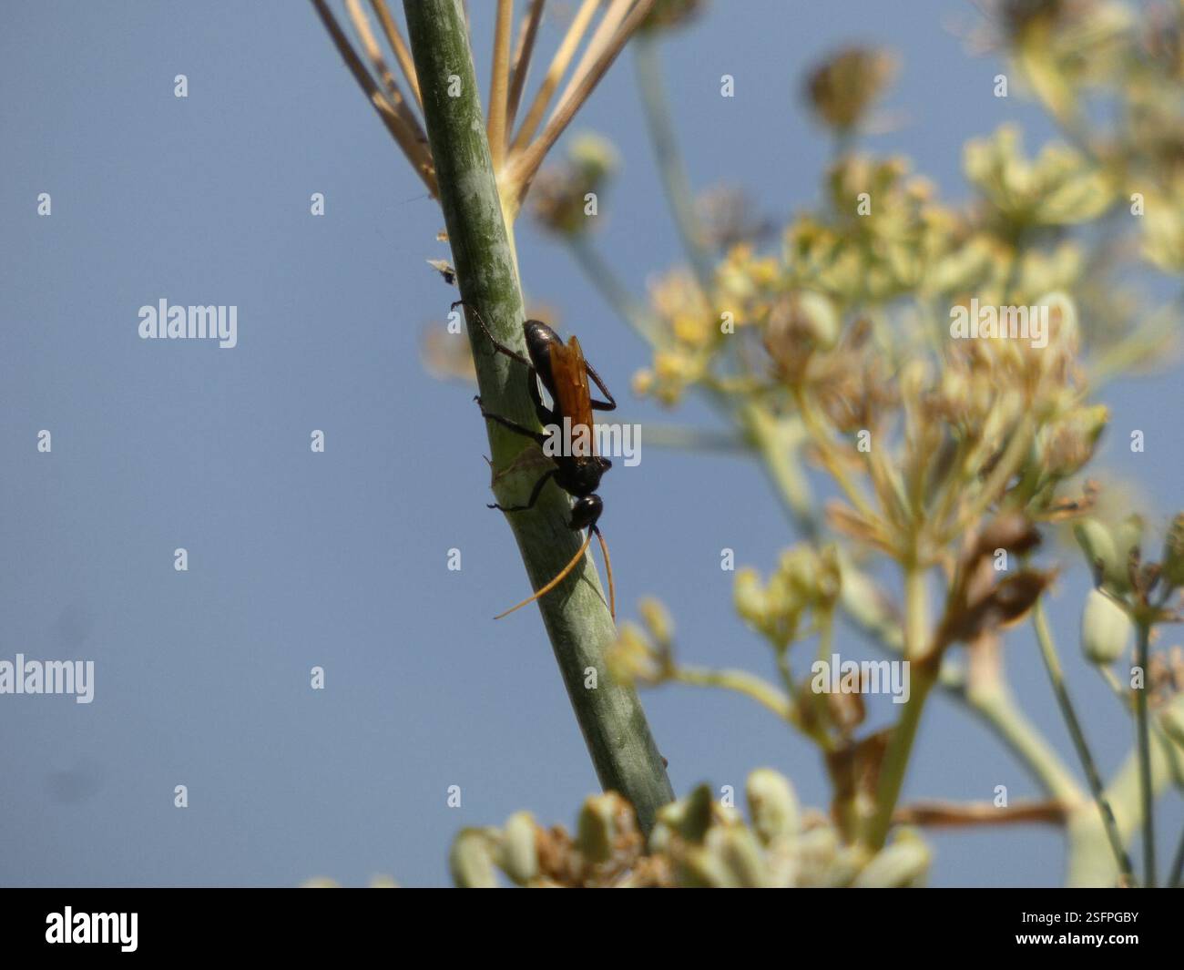 Spider Wasps (Pompilidae), Insecta, Talca, Maule, Chile Stock Photo - Alamy