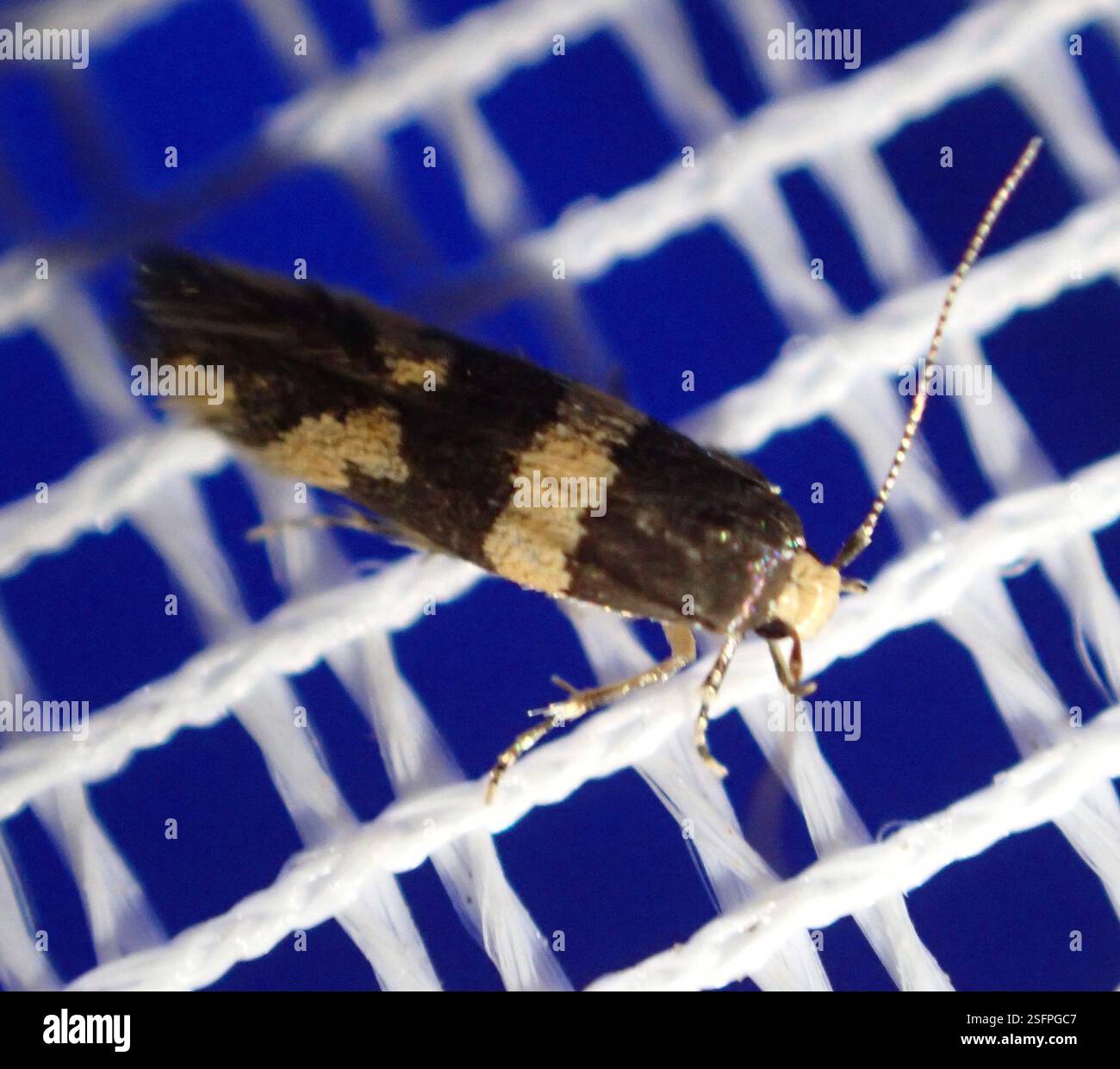 Curved-horn Moths (Gelechioidea), Insecta, Santo Antão, Cape Verde, CV ...