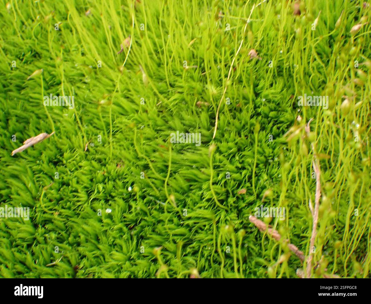 Condensed Dicranum Moss (Dicranum condensatum), Plantae, North Carolina ...