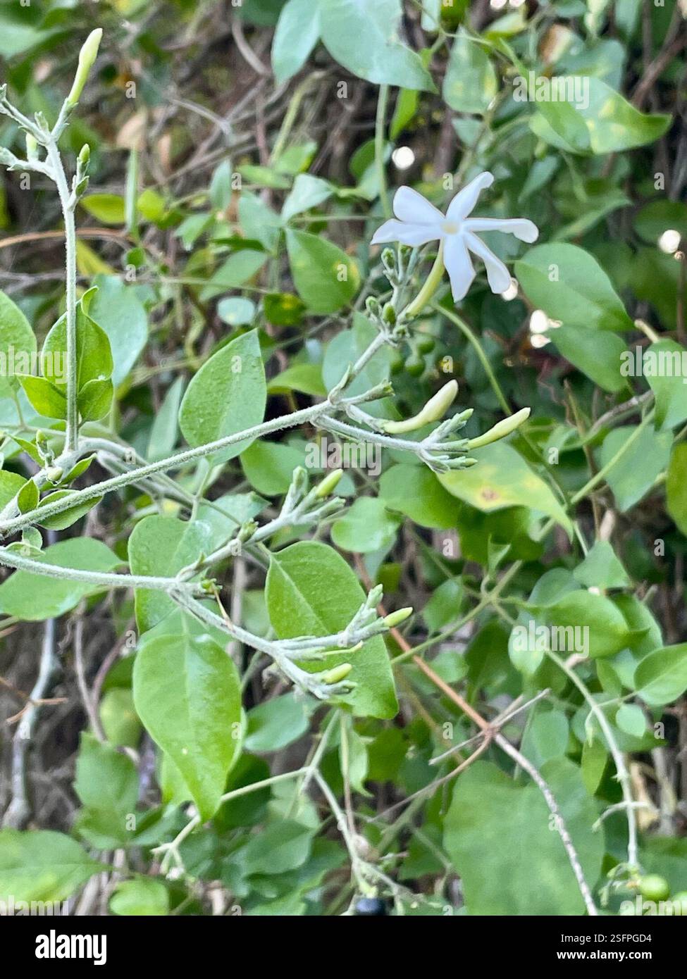 River Jasmine (Jasminum fluminense), Plantae, Carretera Playa Girón ...