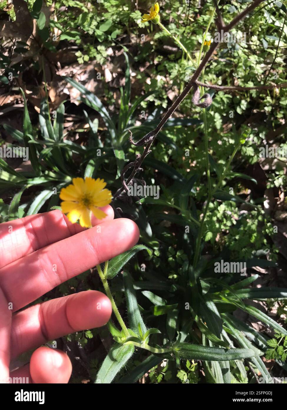 woodland madia (Anisocarpus madioides), Plantae, Swartz Canyon, Napa ...