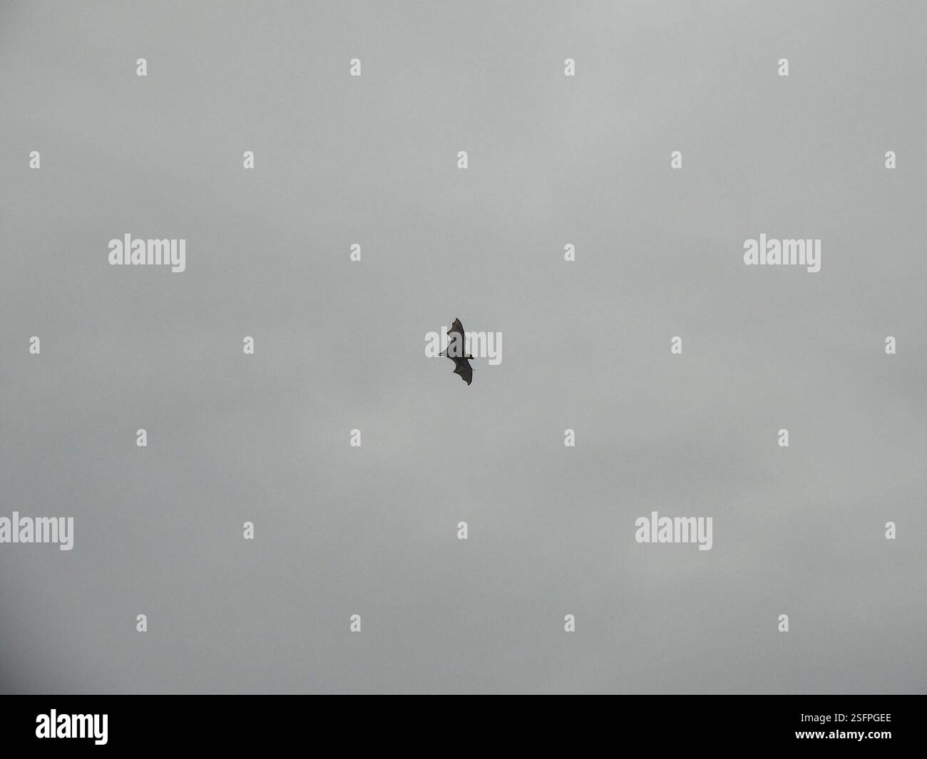 Spectacled Flying-fox (Pteropus conspicillatus), Mammalia, Greenslopes ...