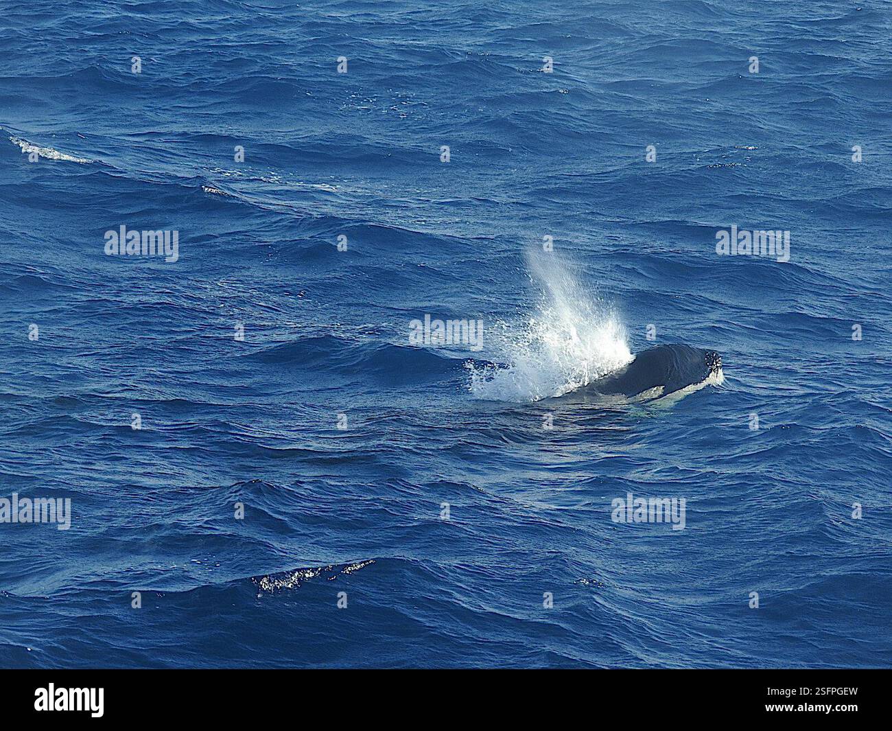 Orca (Orcinus orca), Mammalia, Bremer Bay WA 6338, Australia Stock ...