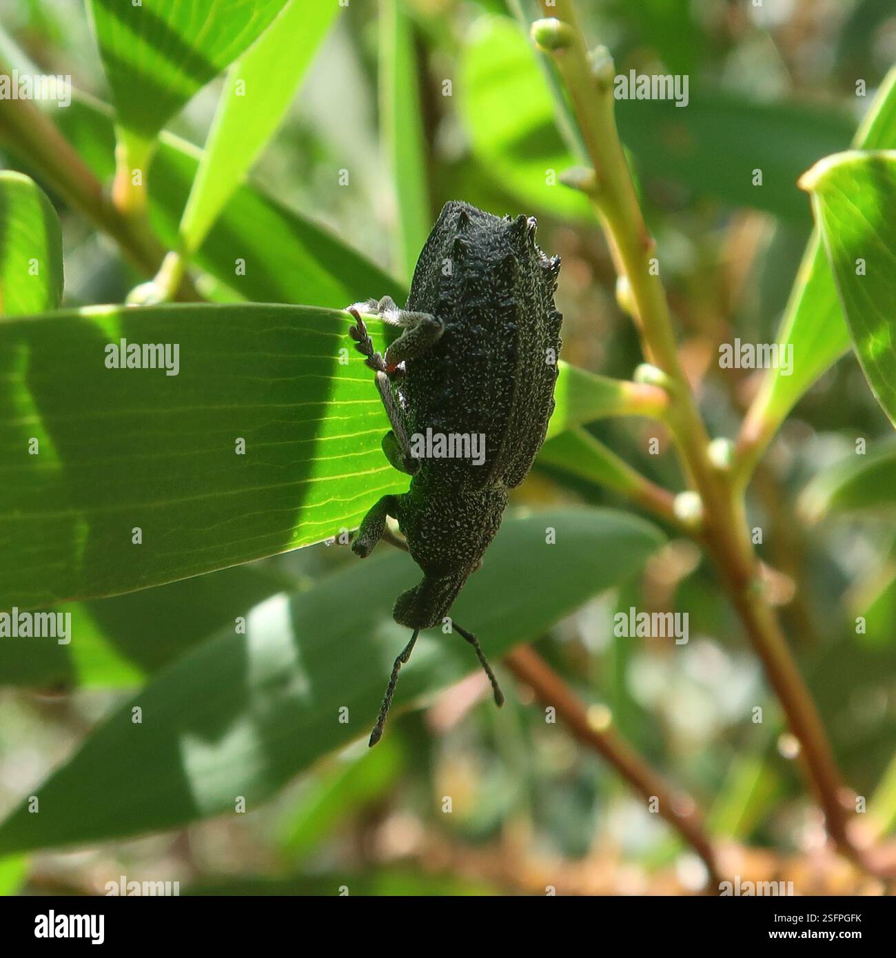 broad-back weevil (Leptopius duponti), Insecta, Pipers Head, Bellingham ...