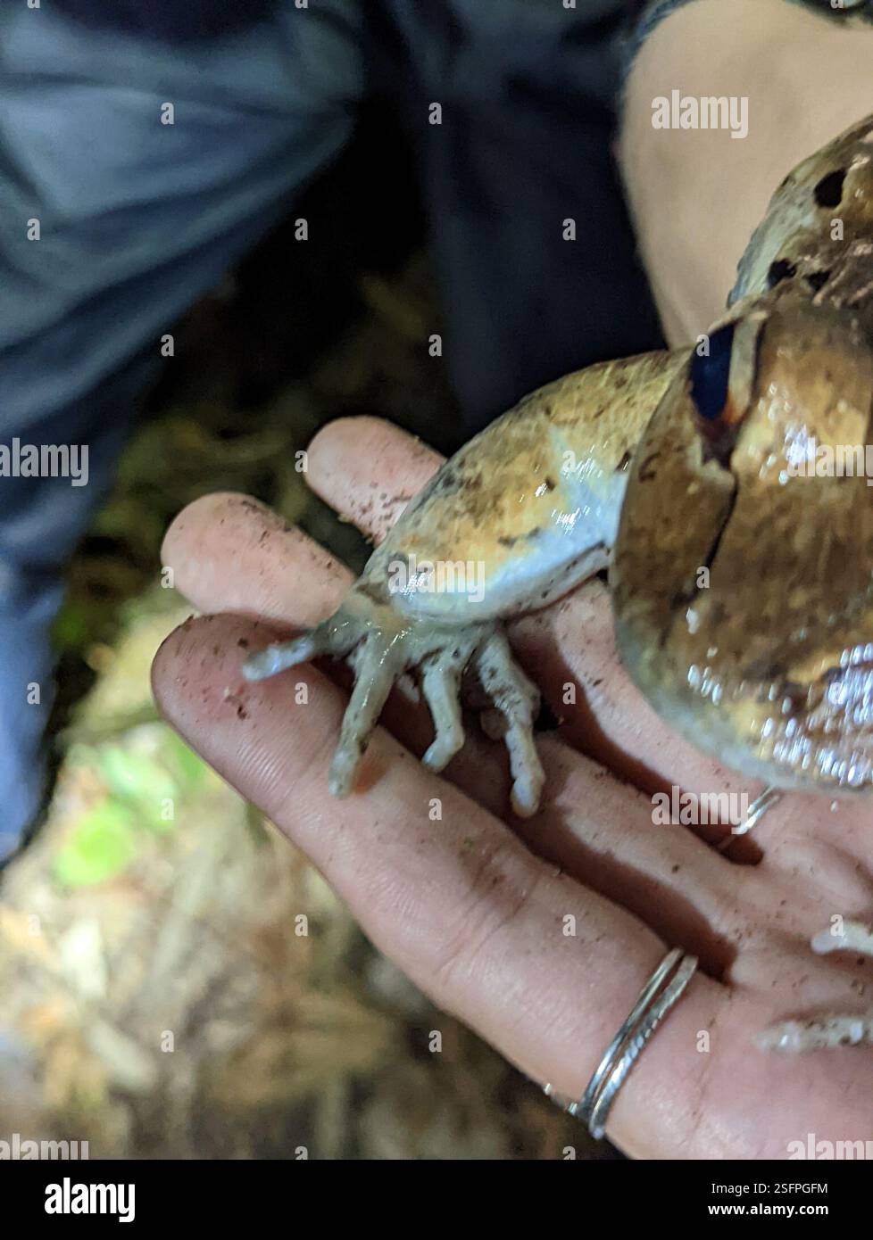 Savage's Thin-toed Frog (Leptodactylus savagei), Amphibia, 479W+X8R ...