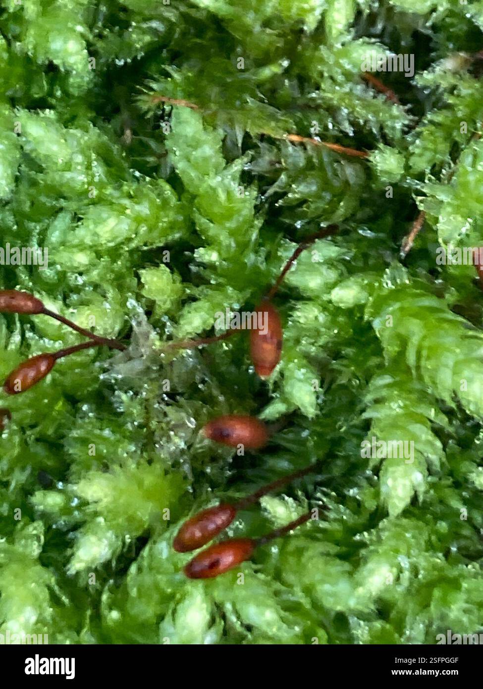 Rough-stalked Feather-moss (Brachythecium rutabulum), Plantae, Lonsdale ...