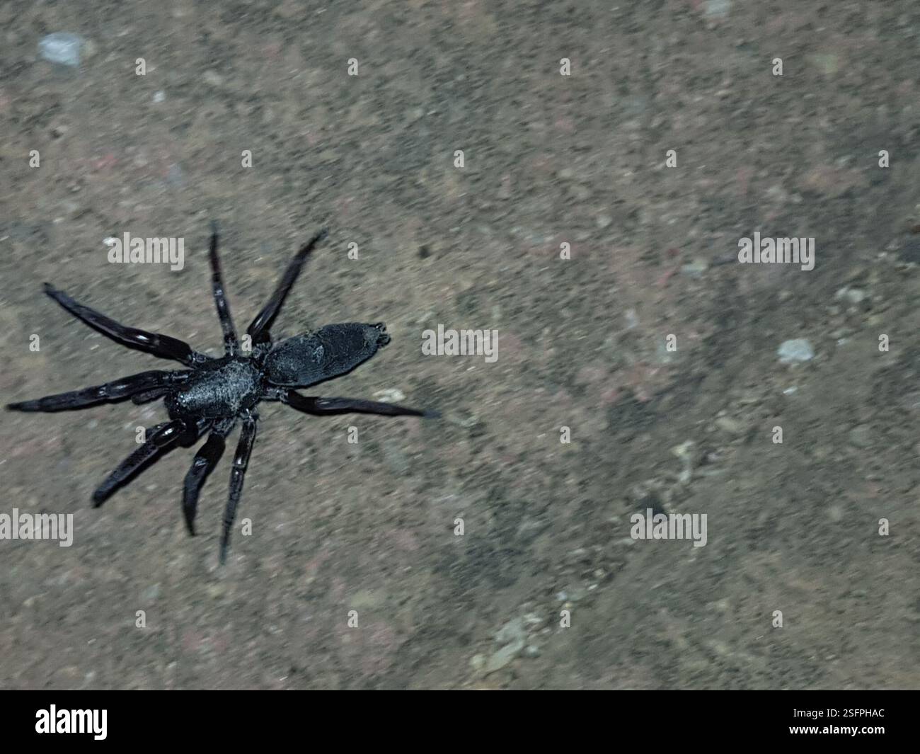 White-tailed Spiders (Lampona), Arachnida, South Australia, AU Stock ...