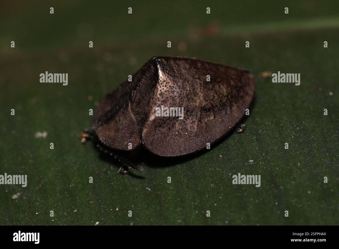 (Stolas antiqua), Insecta, Araçariguama, SP, 18147-000, Brasil Stock ...