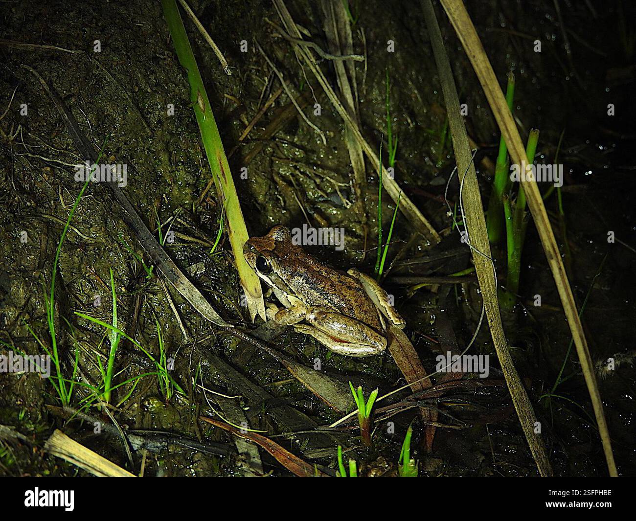 Brown Tree Frog (Litoria ewingii), Amphibia, Hobart TAS, Australia ...
