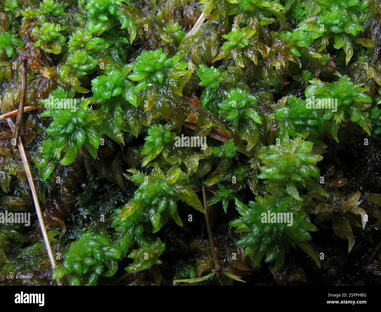 Cow-horn Bog-moss (Sphagnum denticulatum), Plantae, Pontevedra, España ...