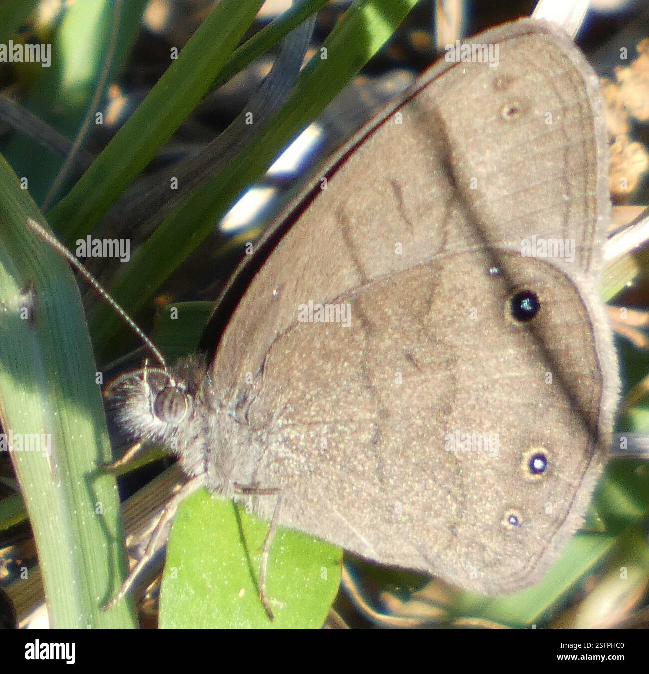 Carolina Satyr (Hermeuptychia sosybius), Insecta, River Rd. Preserve ...